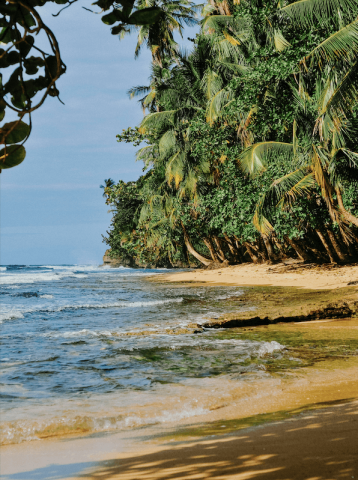 Costa Rica Ecotourism | Forests & Shores of Costa Rica - Yellow Wood ...