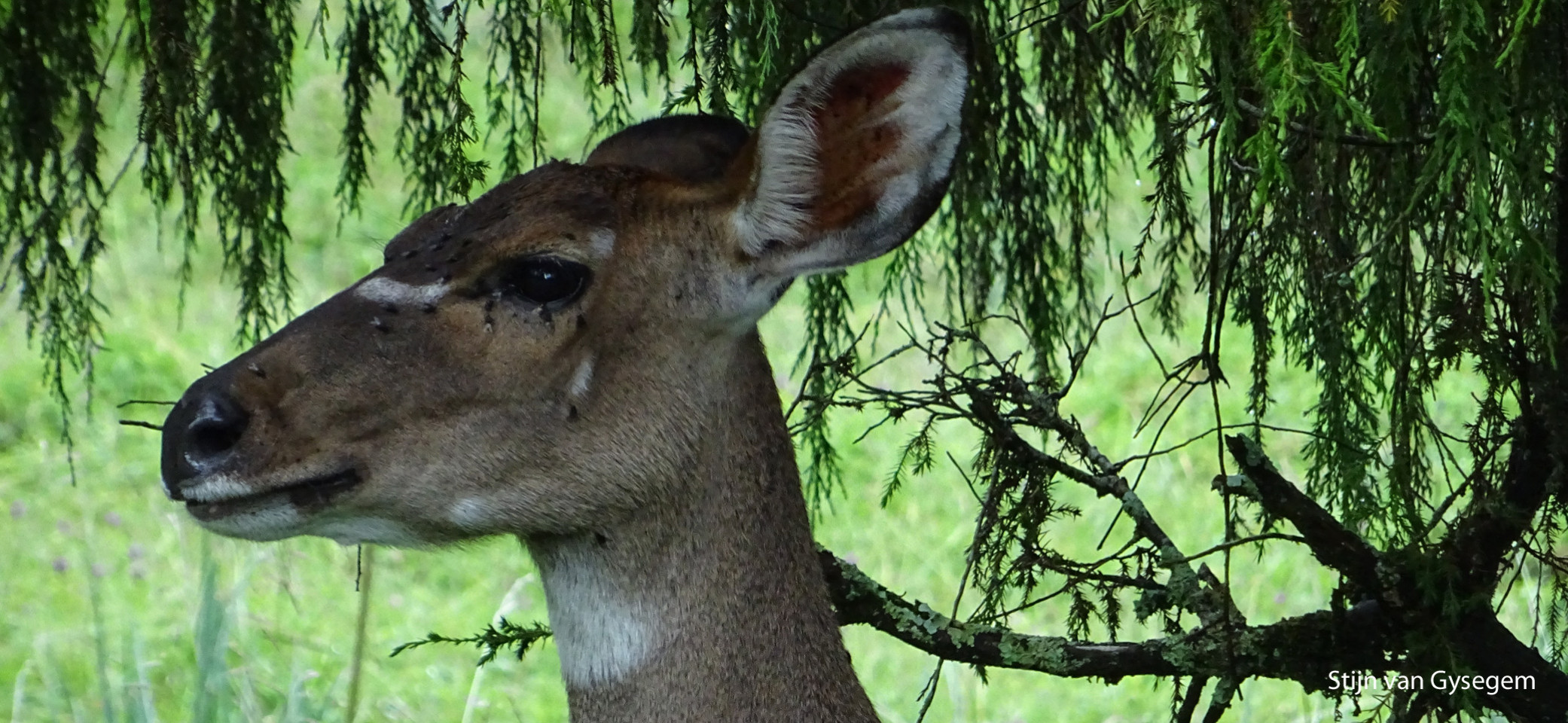 Ethiopia Wildlife Tour | Wolves of the Bale Mountains Wildlife Tour ...