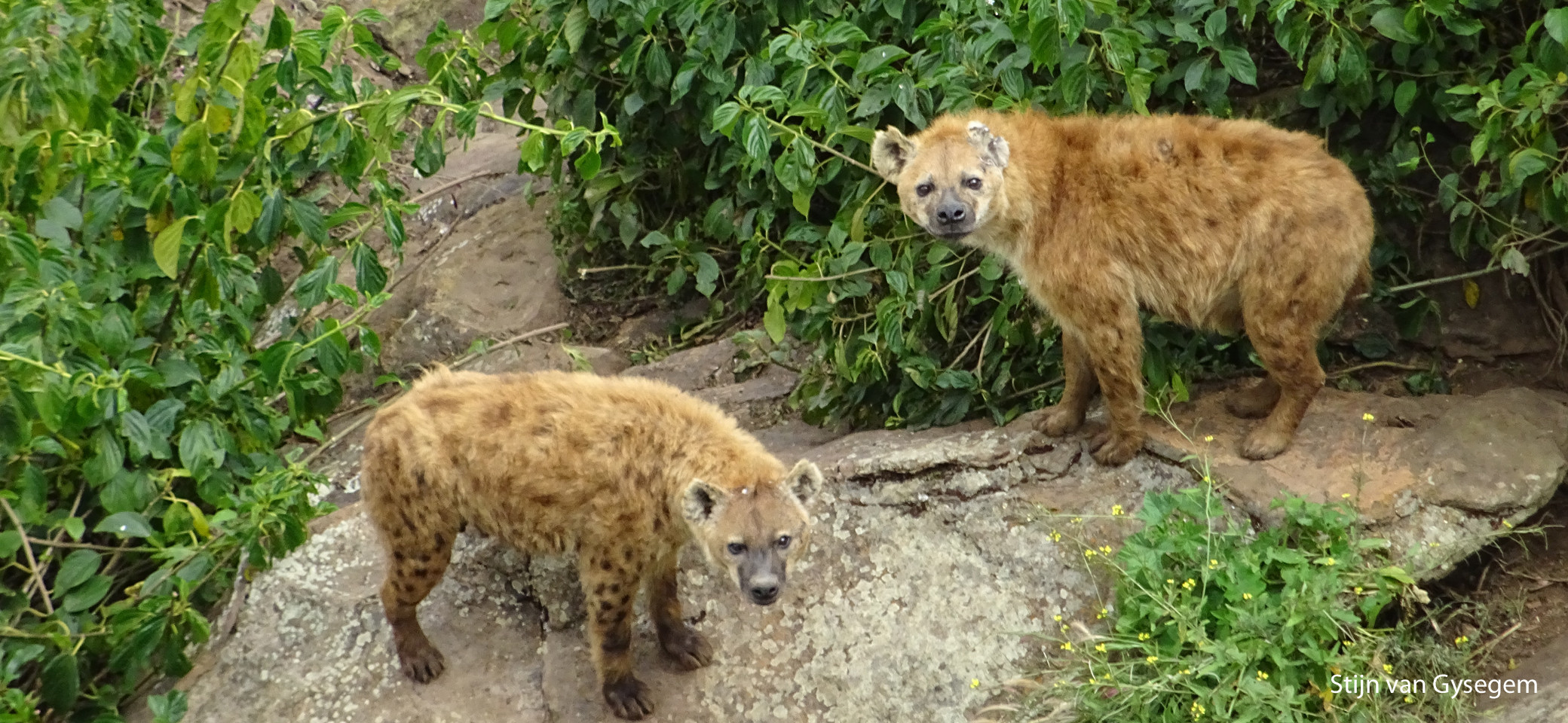 Ethiopia Wildlife Tour | Wolves of the Bale Mountains Wildlife Tour ...