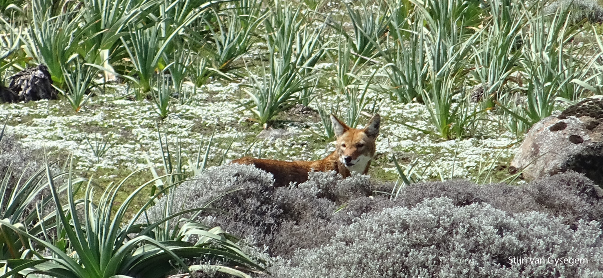 Ethiopia Wildlife Tour | Wolves of the Bale Mountains Wildlife Tour ...