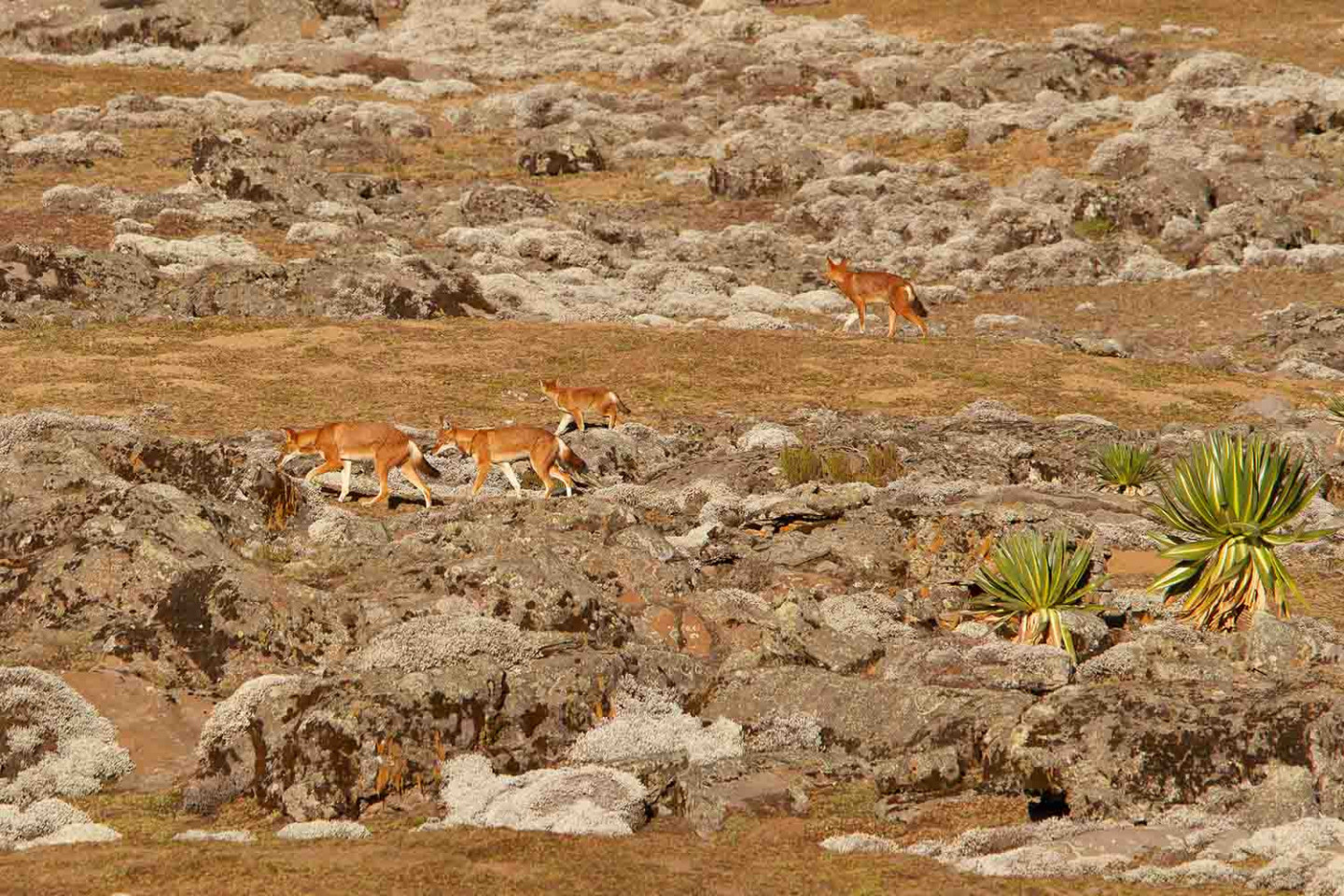 Trek Ethiopia's Spectacular Bale Mountains | Wildlife Tour