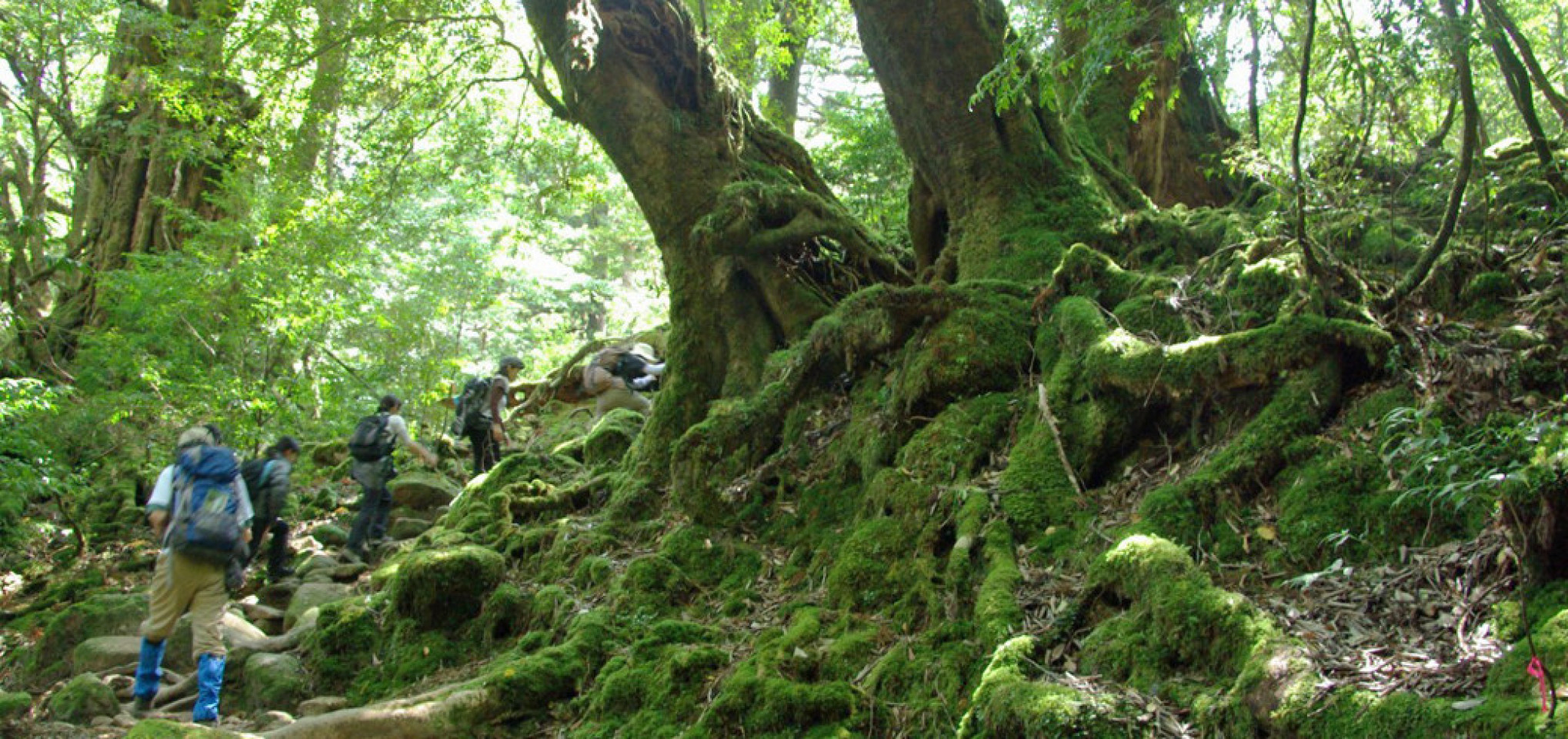 Japan Island Tour | Lost Islands of Japan Tour - Yellow Wood Adventures