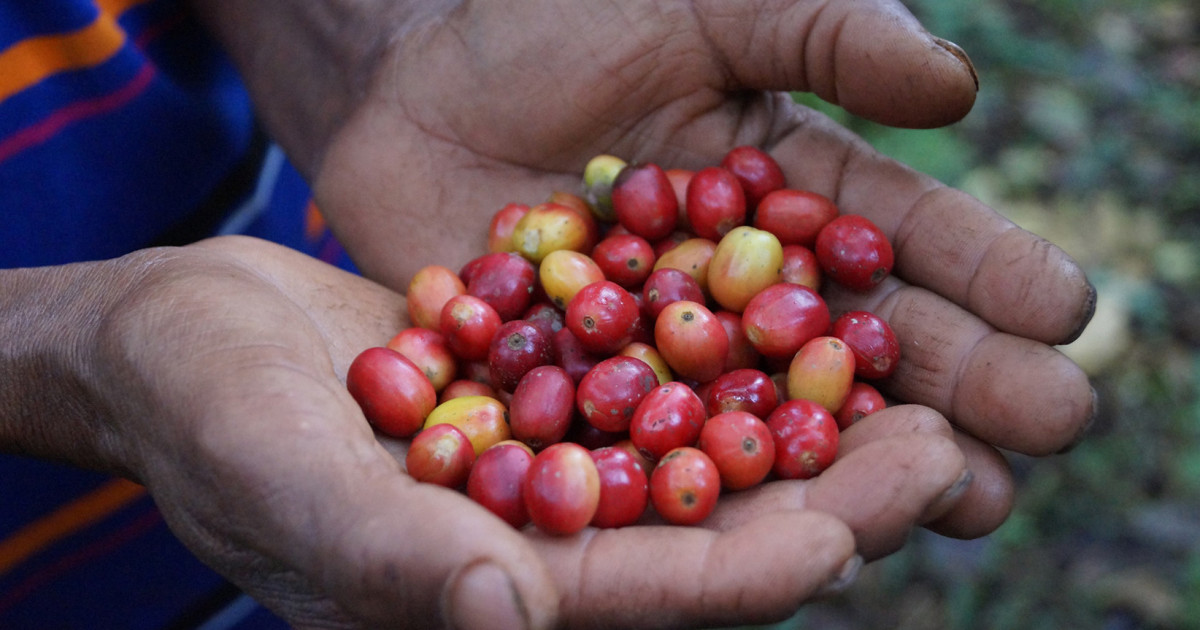 Ethiopian Coffee Tour | Yellow Wood Adventures