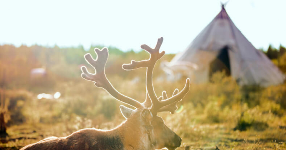 Tsaatan Tribe: The reindeer herders of Mongolia
