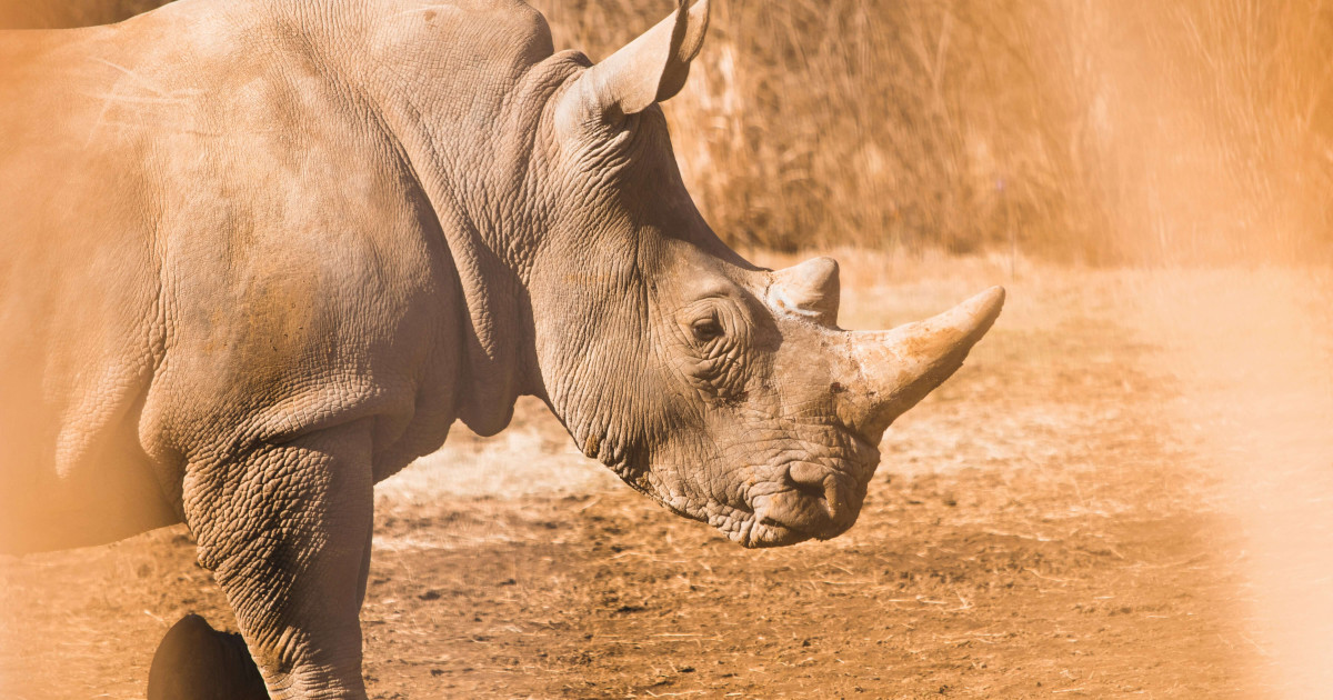 Rhino tracking in the deserts of Namibia