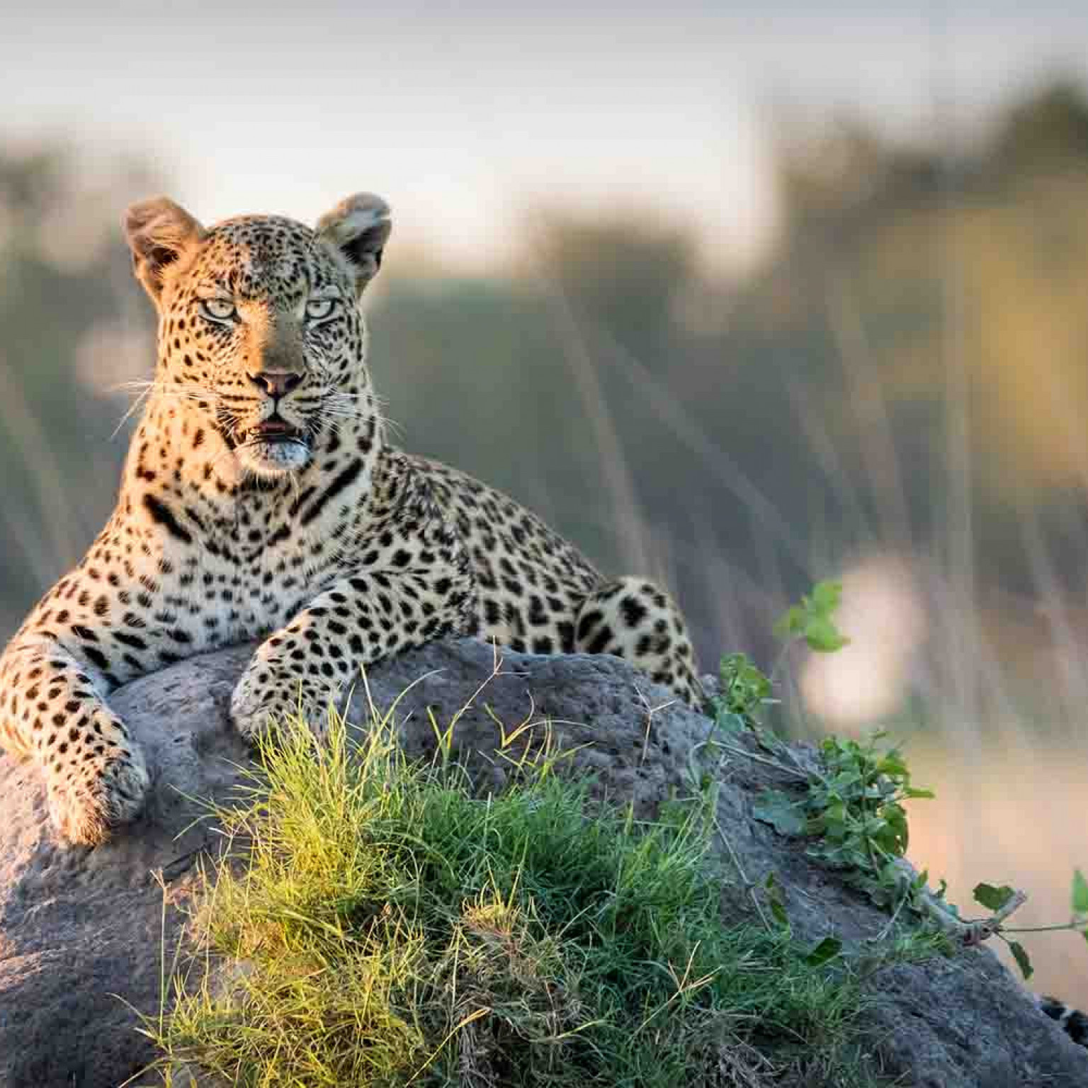 Okavango Delta Horse Riding Safari | Botswana Tour - Yellow Wood Adventures