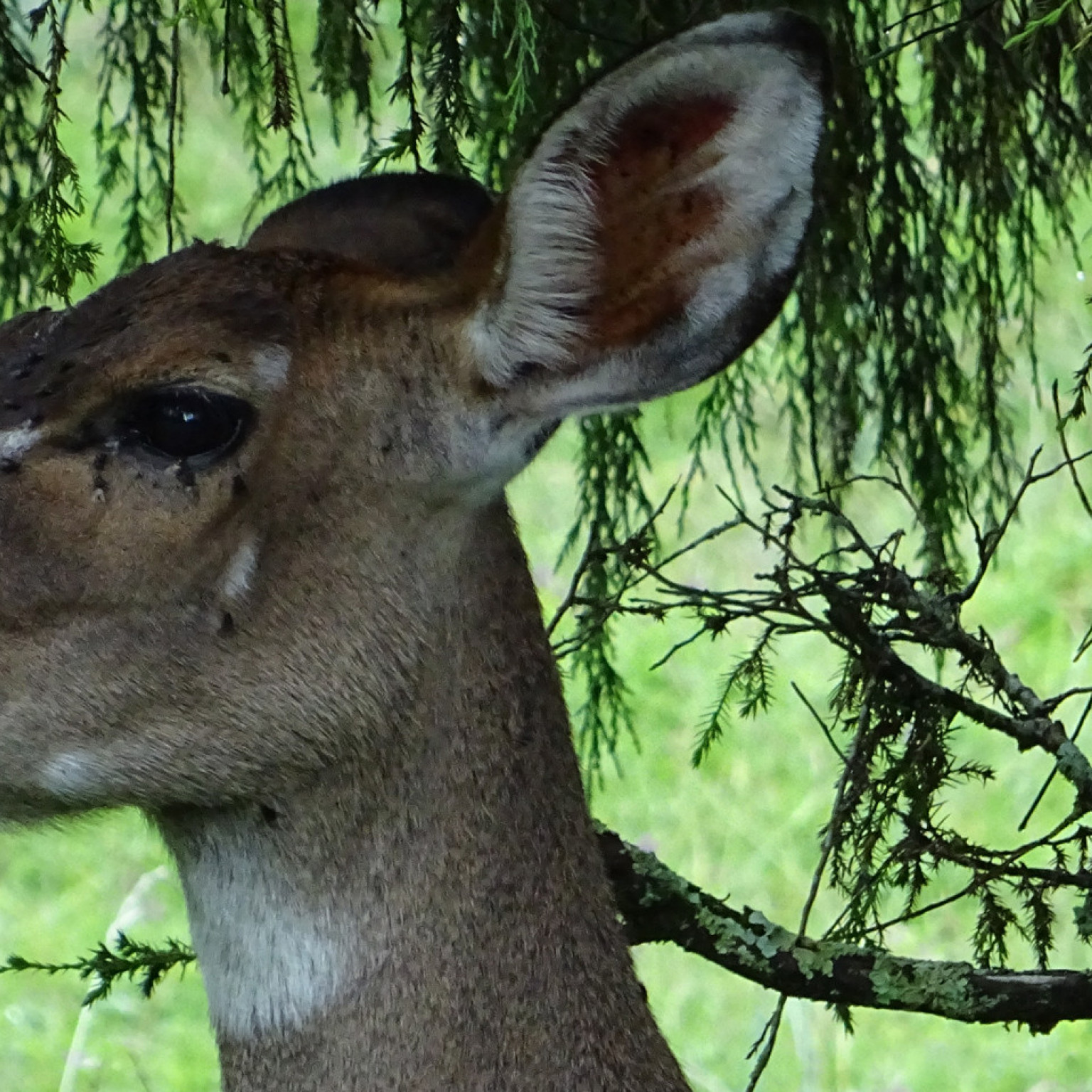 Ethiopia Wildlife Tour | Wolves of the Bale Mountains Wildlife Tour ...