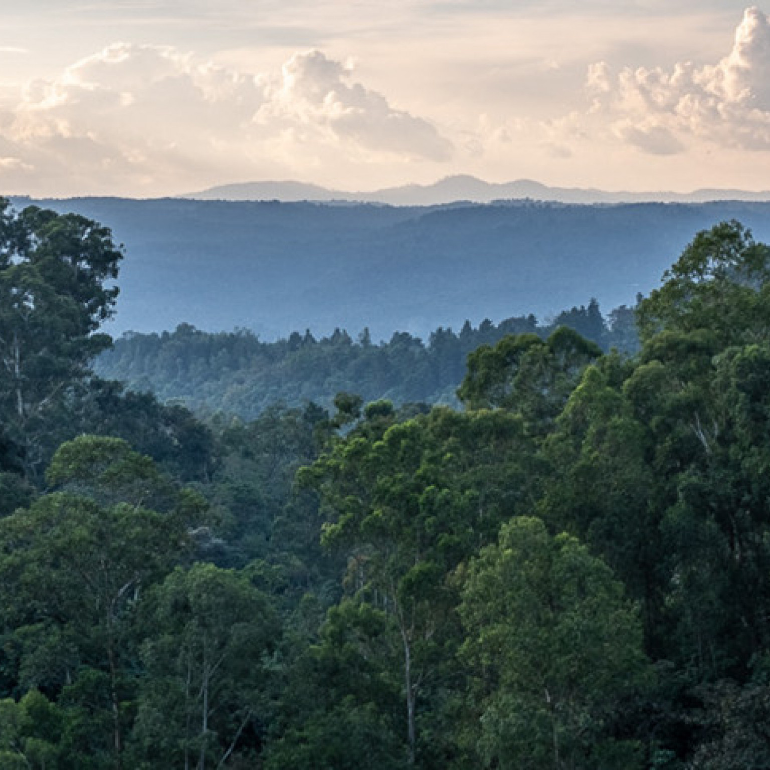 Ethiopian Coffee Tour | Origin of Coffee Journey - Yellow Wood Adventures