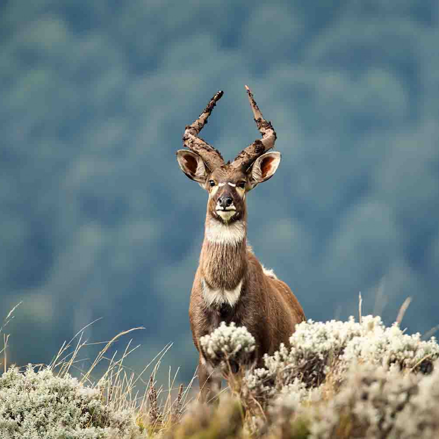 Trek Ethiopia's Spectacular Bale Mountains | Wildlife Tour