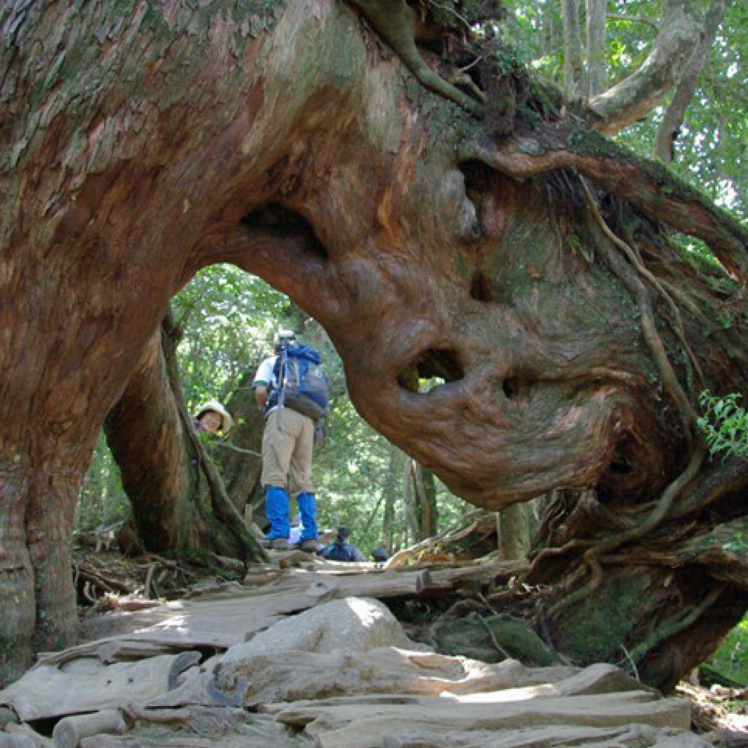 Japan Island Tour | Lost Islands of Japan Tour - Yellow Wood Adventures
