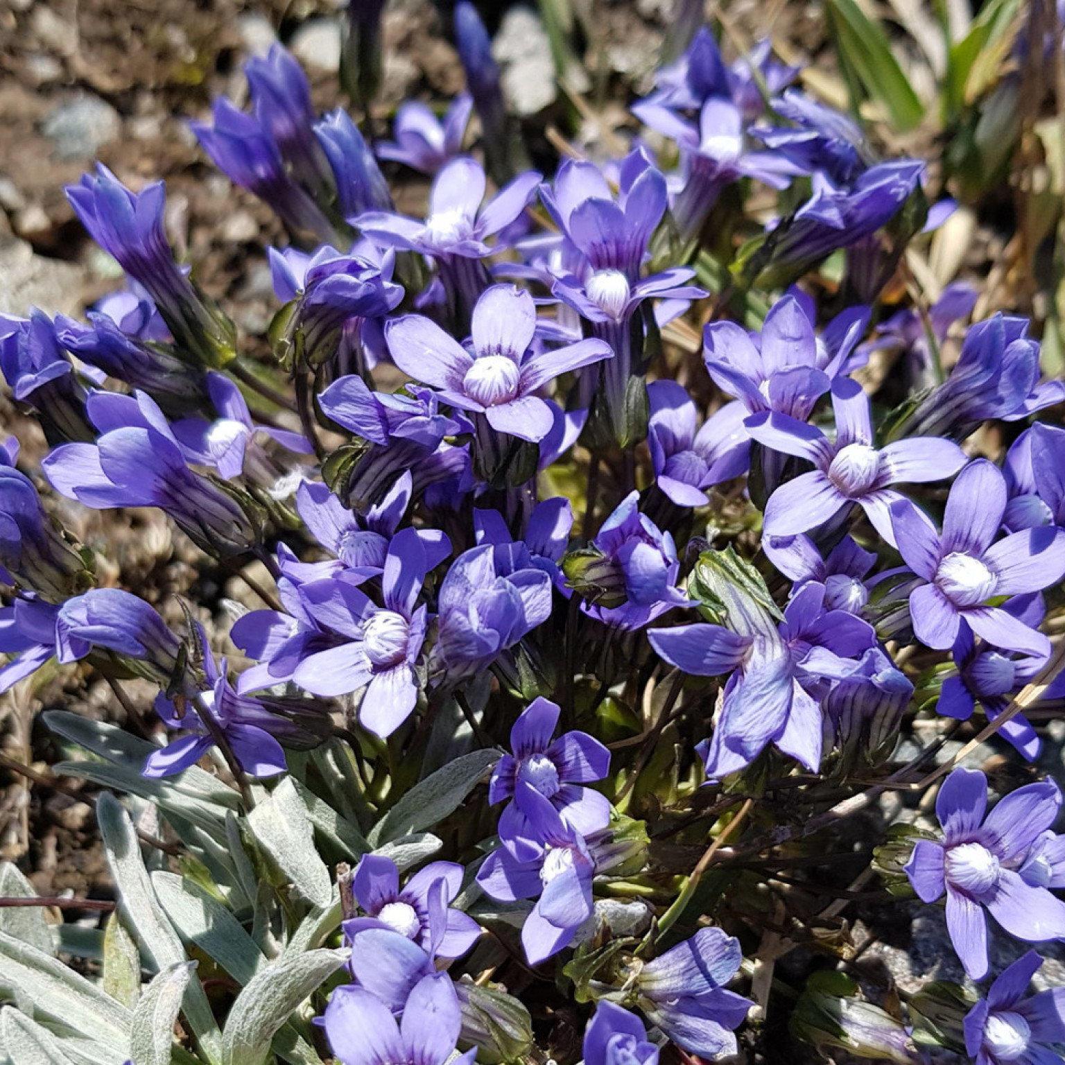 Kyrgyzstan Trekking Tour | Kyrgyzstan Tian Shan Wild Trek - Yellow Wood ...