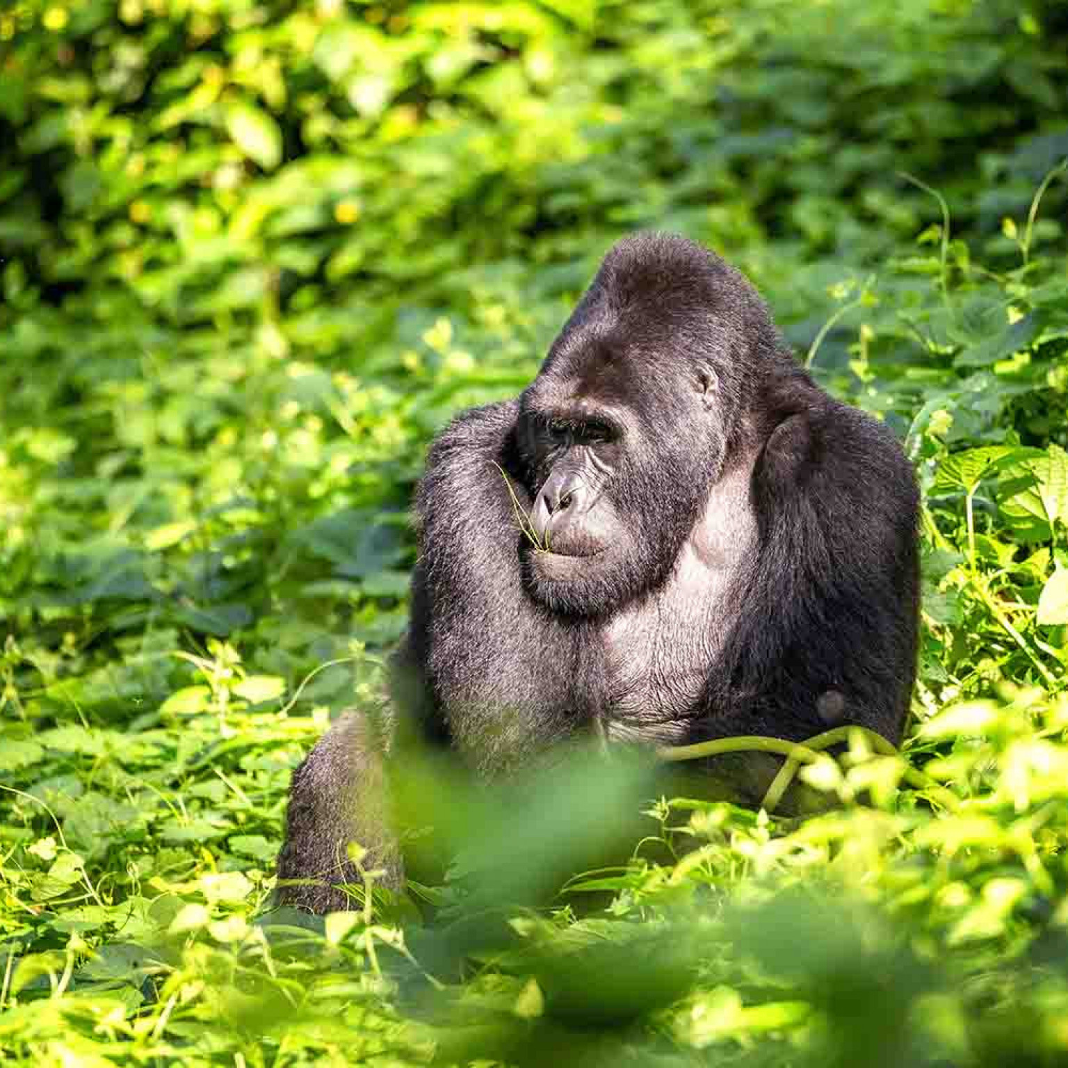 Wildlife Safari | Wildlife of Western Uganda Safari - Yellow Wood ...