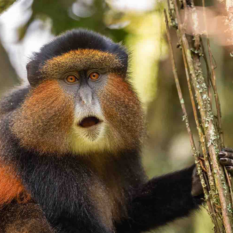 Wildlife Safari | Wildlife of Western Uganda Safari - Yellow Wood ...